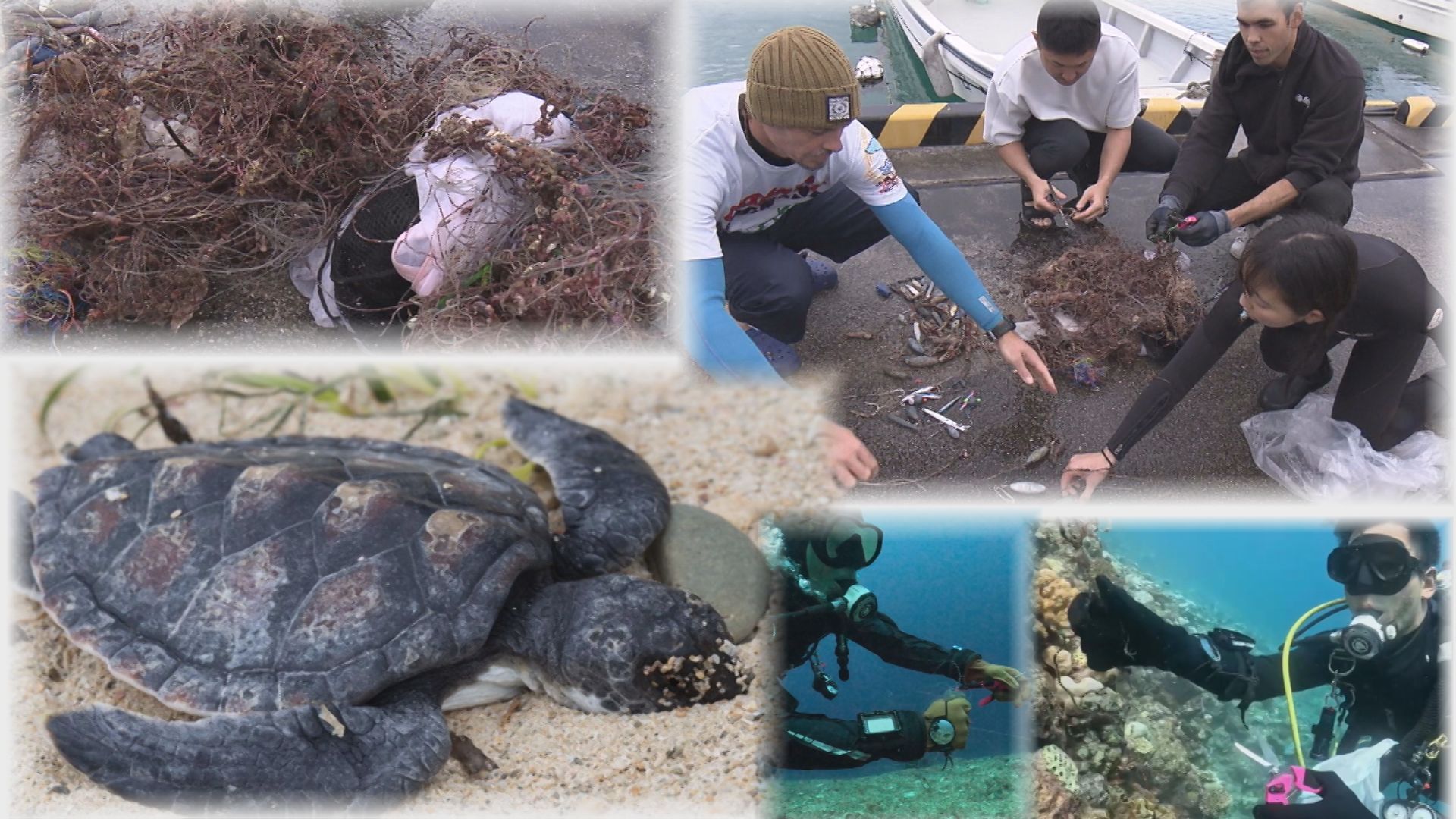 「助けられる状態なら助けに行く」体長10センチほどのウミガメから大量の”プラスチックごみ” | OKITIVE